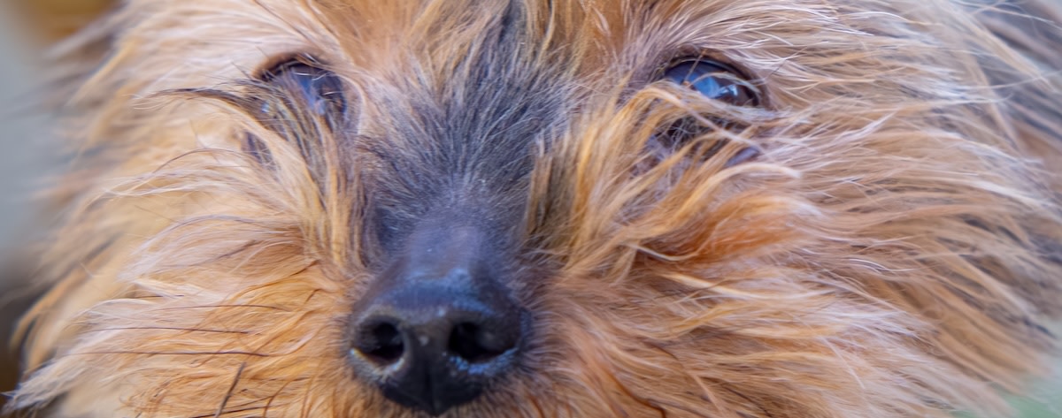Toothless senior Yorkie looks like a cross between a cockatoo and a ...