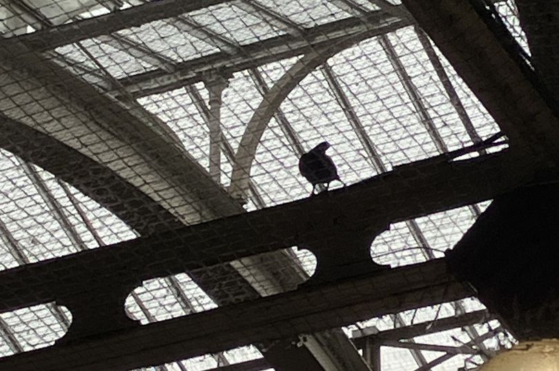 Sainsbury's responds to Bath 'pigeon cull' fears after backlash