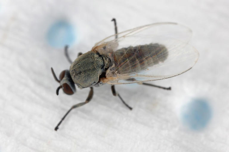 Black flies plague SoCal community — painful bites around eyes and neck ...