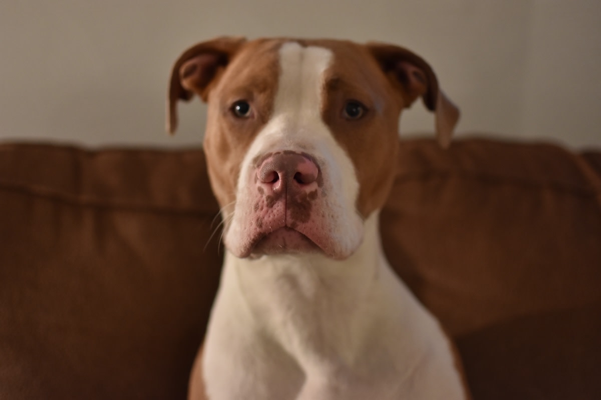 Foster pit bull experiences love for first time and sweetly shows she ...