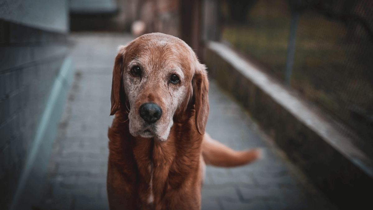 9 mistakes to avoid when caring for an aging or dying dog