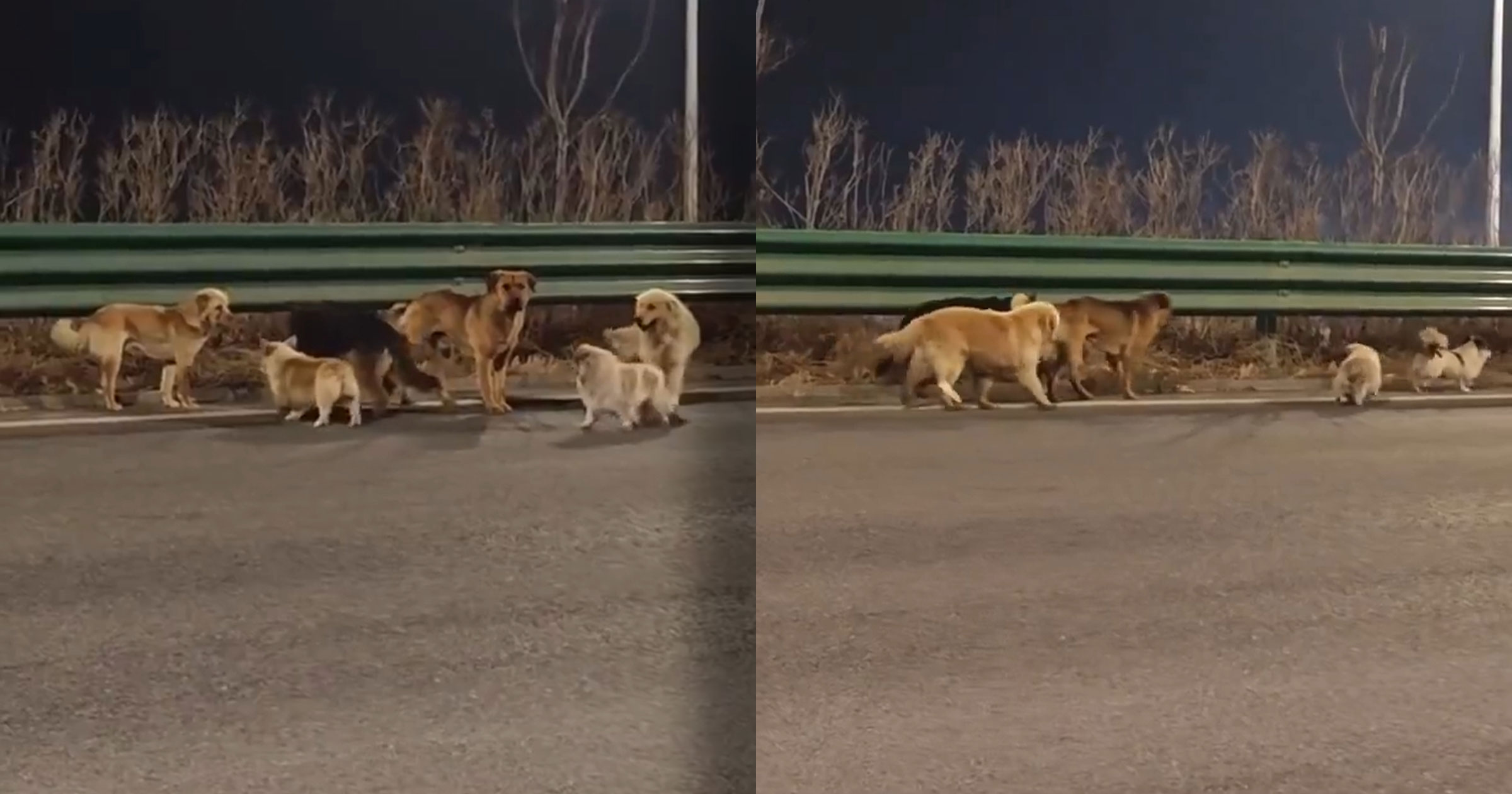 Those viral posts about the brave kidnapped dogs escaping and finding ...