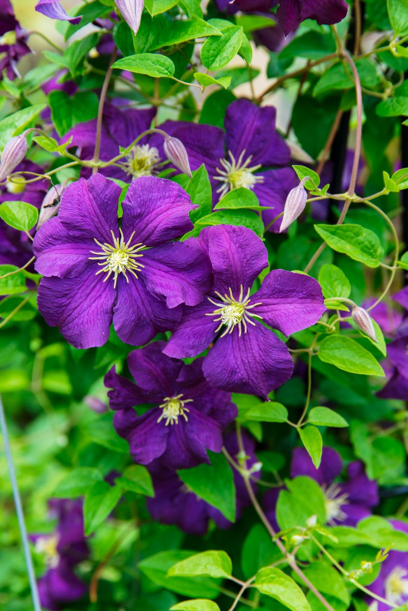 7 beautiful climbing plants that will turn your pergola into a garden ...