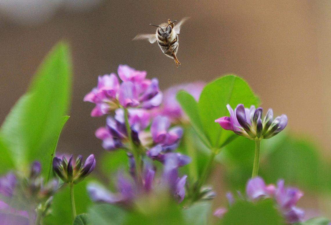 4 fast-acting weed killers that are safe for your kids, pets, and yard