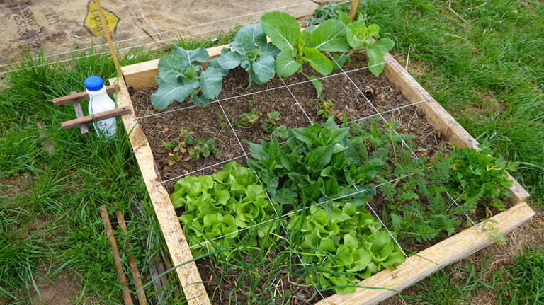 How to space out vegetables in raised garden beds for the most success
