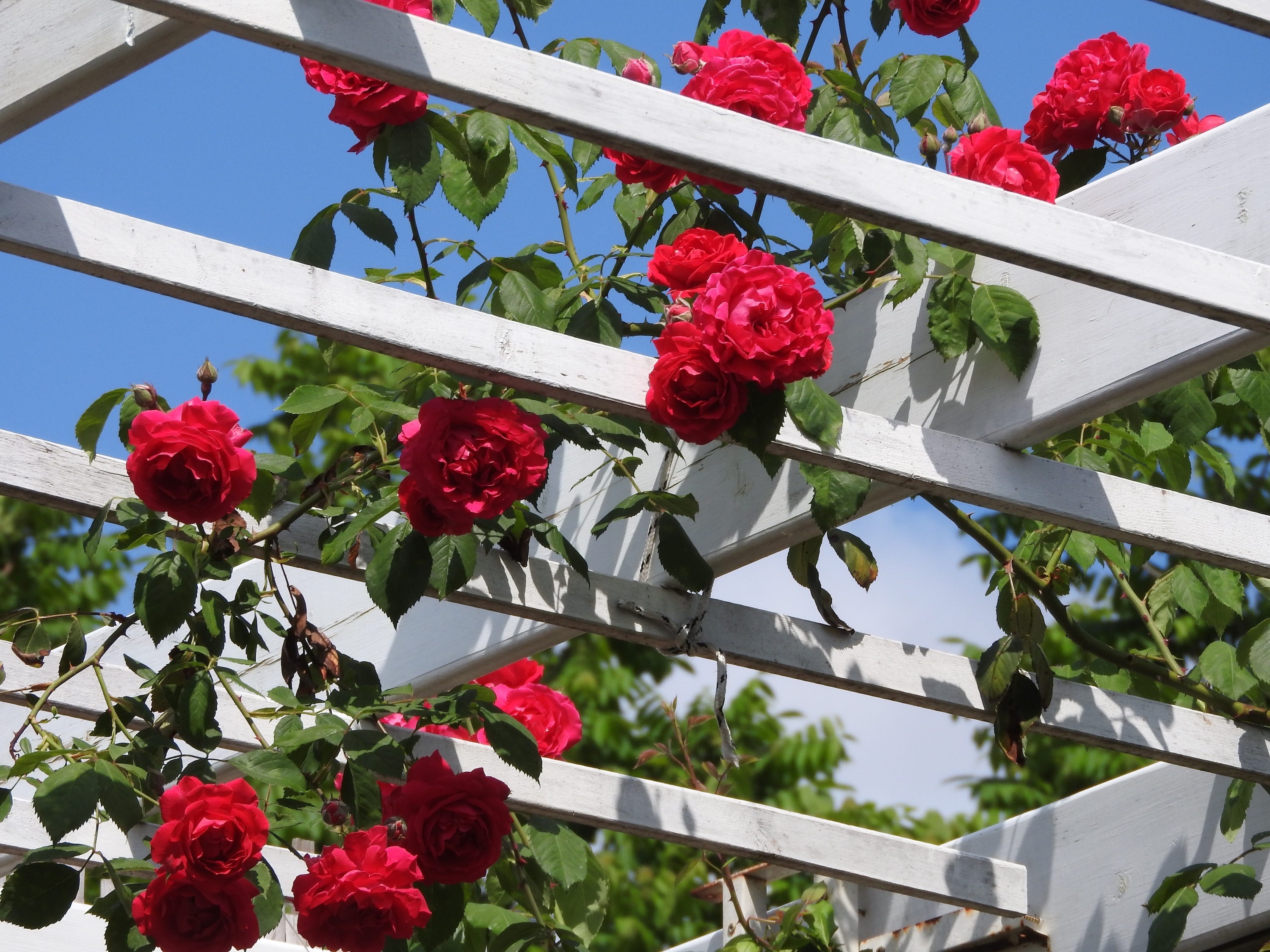 7 beautiful climbing plants that will turn your pergola into a garden ...