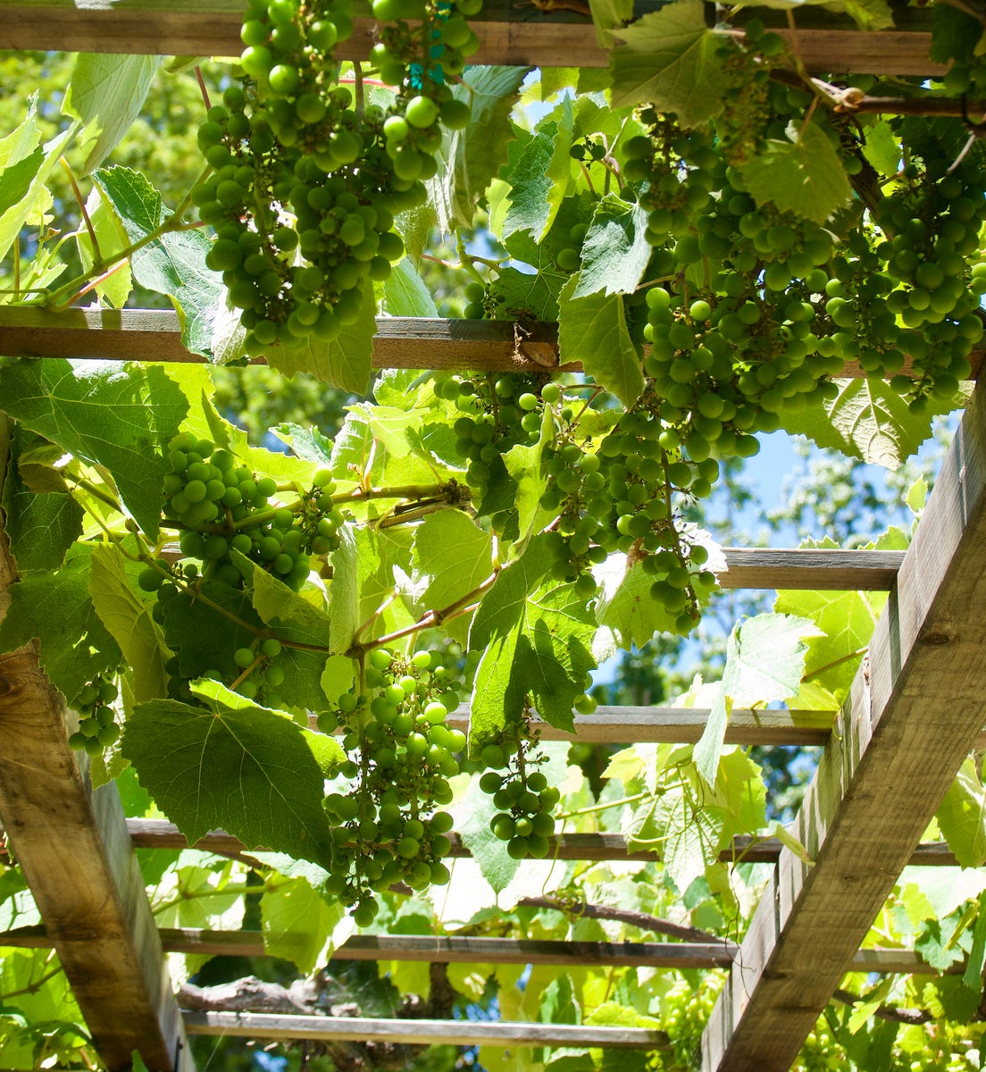 7 beautiful climbing plants that will turn your pergola into a garden ...