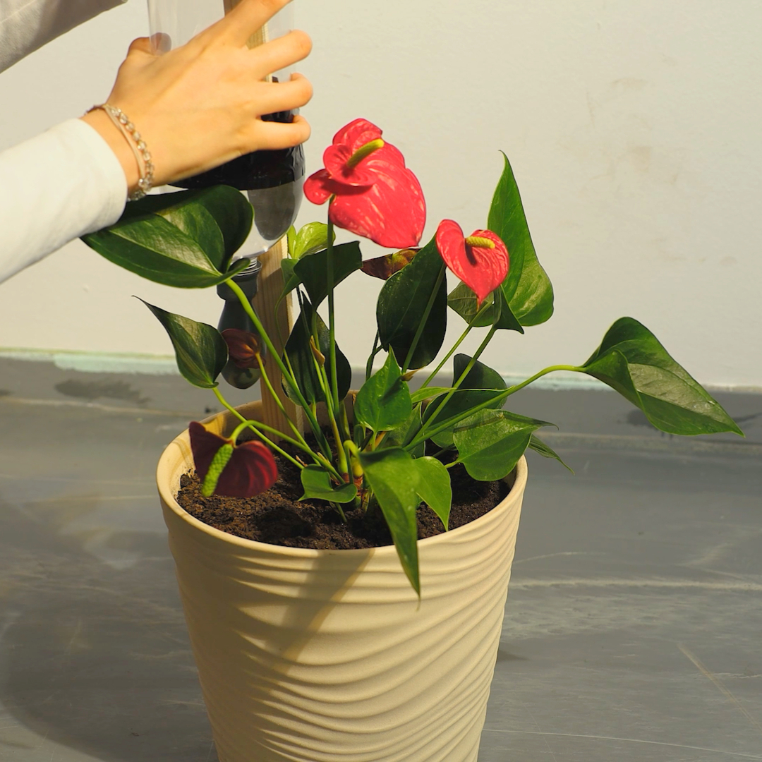 Keep your plants cheerful while you're not around 🌿💧