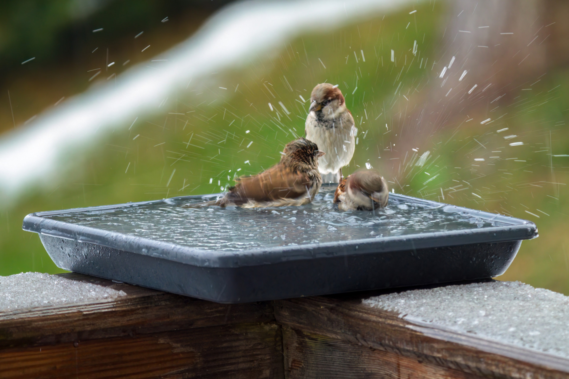 So verwandeln Sie Ihren Garten in ein Refugium für Tiere