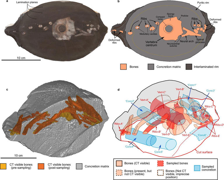 Scientists uncover the secret behind perfectly 3D preserved 'sea ...