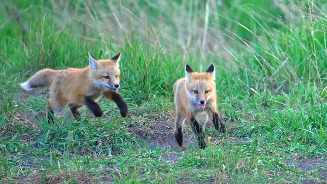 Watch the peaceful moment when two foxes play together