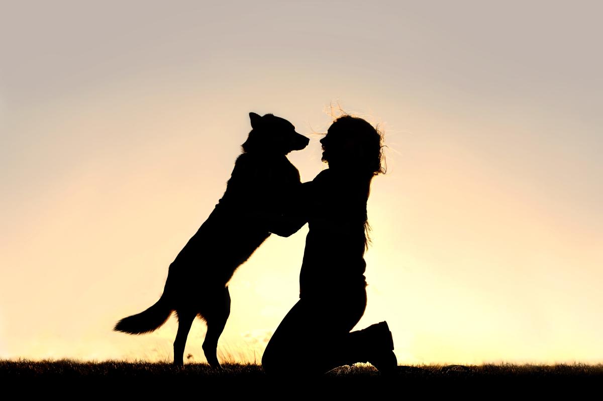 Wie lange leben Mensch und Hund schon zusammen? Neuer DNA-Fund sorgt ...