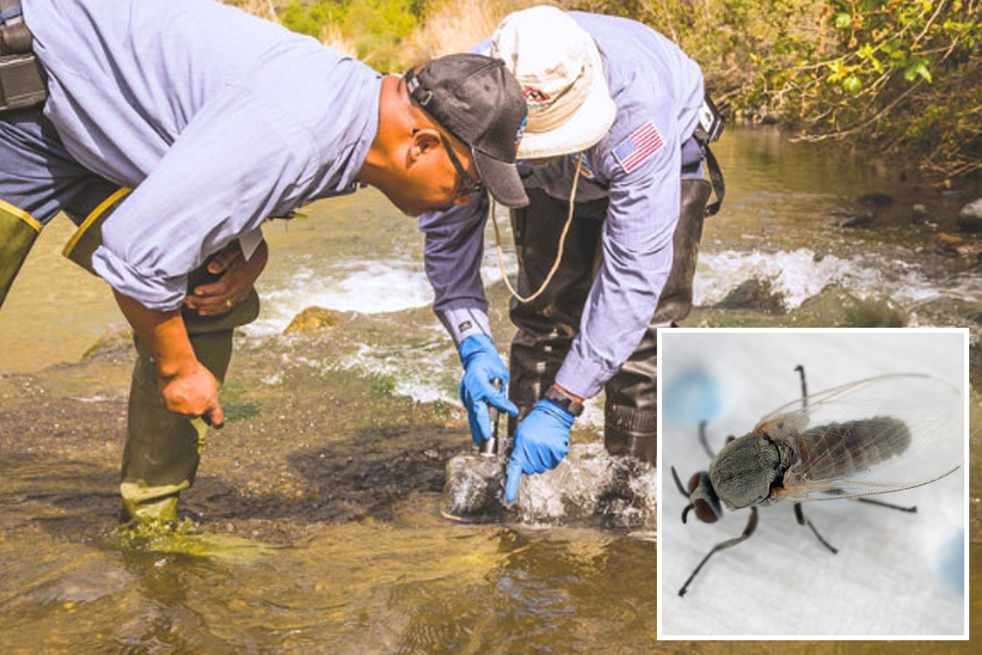 Black flies plague SoCal community — painful bites around eyes and neck ...