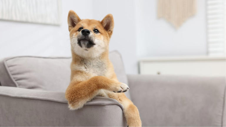 Simple daily habits that bring joy to your dog