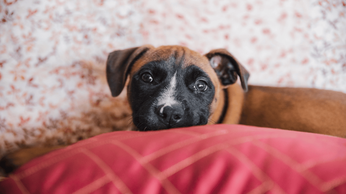 Building trust with a rescued dog: Expert tips for new owners