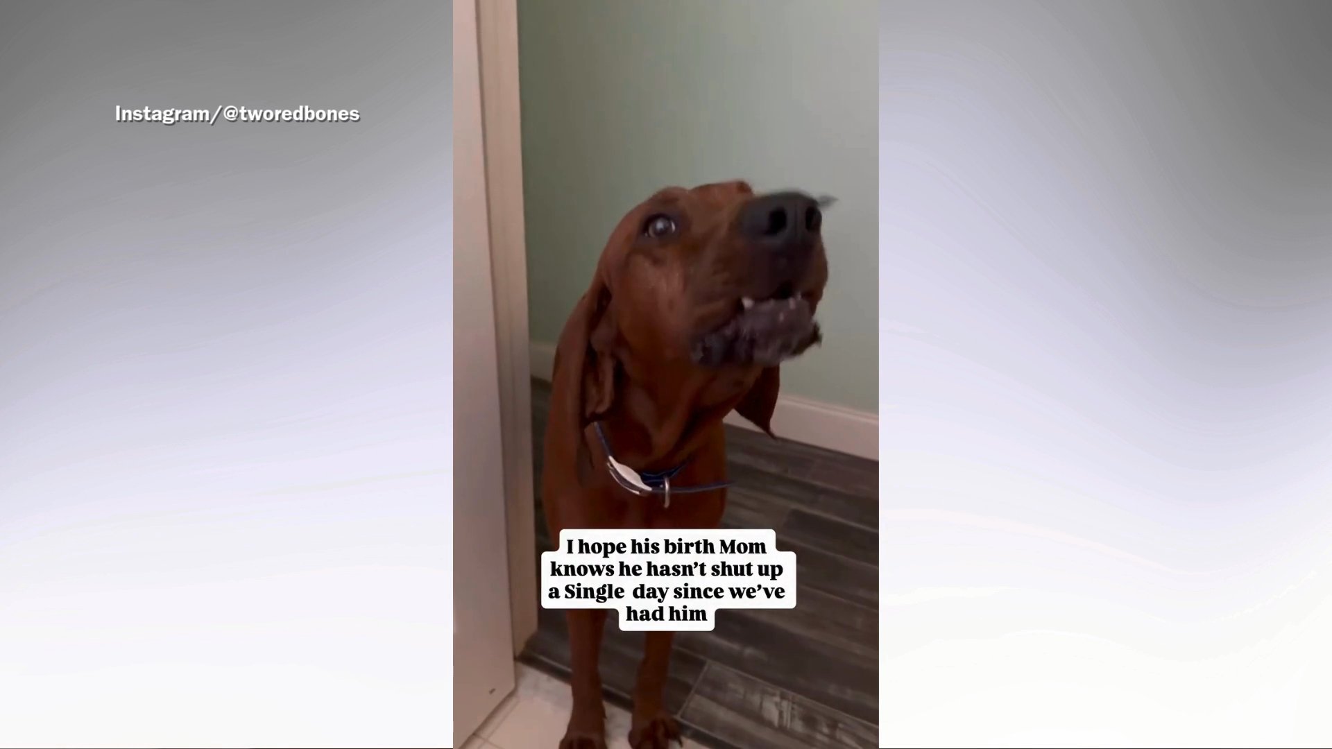 Redbone coonhound howling