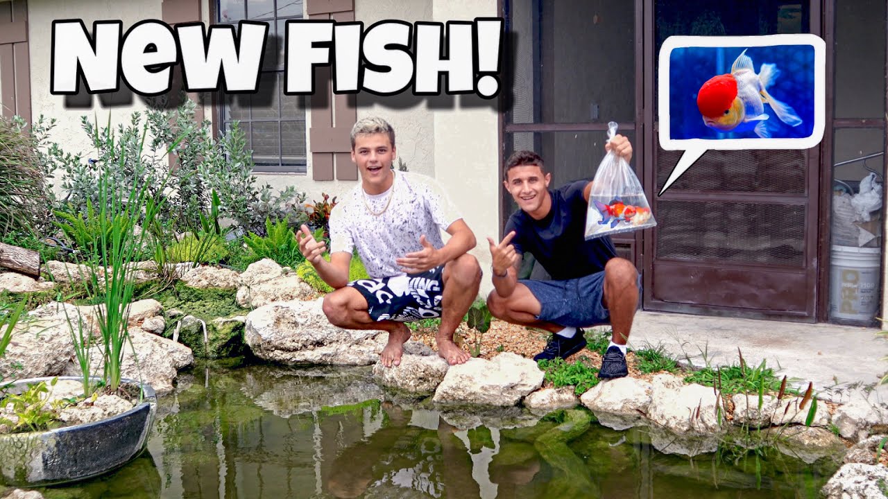 I surprised Paul with a giant goldfish!🐠