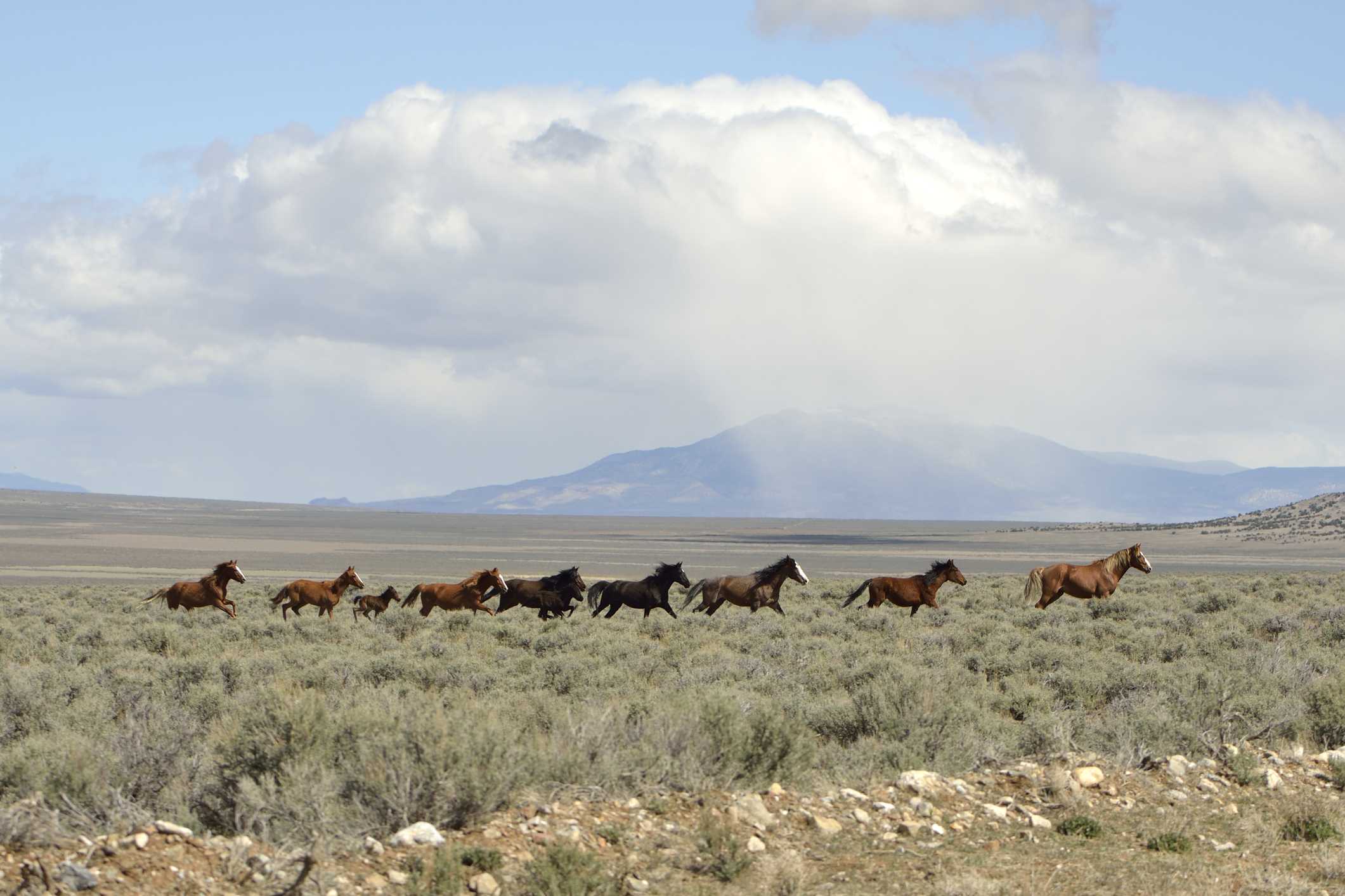 More than 14,000 wild horses set to be rounded up, removed from western ...