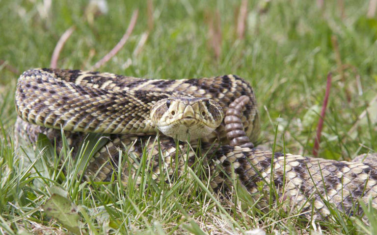 These 6 venomous snakes live in North Carolina. Here's what they look like
