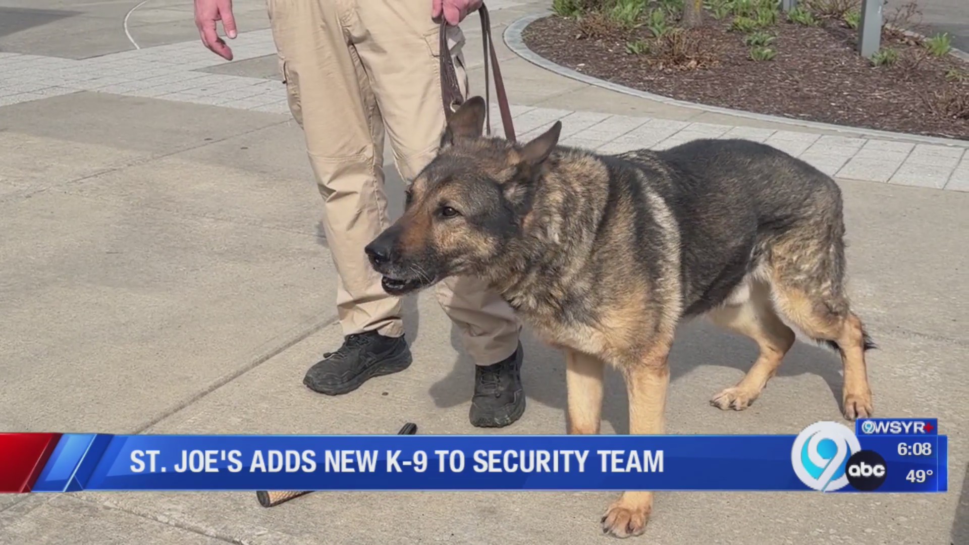 Working like a dog: Retired police K-9 added to St. Joseph's Health ...