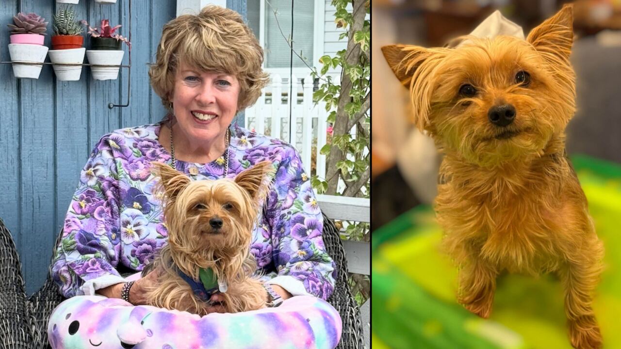 Michigan family offers $5,000 reward for missing Yorkie in North ...