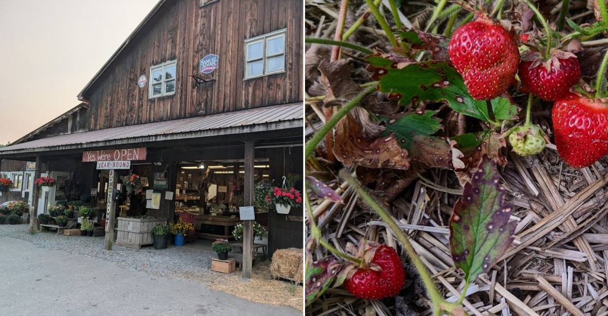 Old-fashioned Vermont farm market that offers fresh produce straight ...