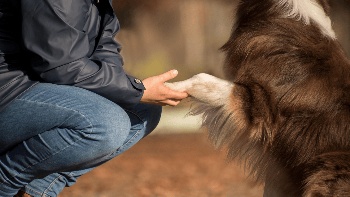 Building trust with a rescued dog: Expert tips for new owners