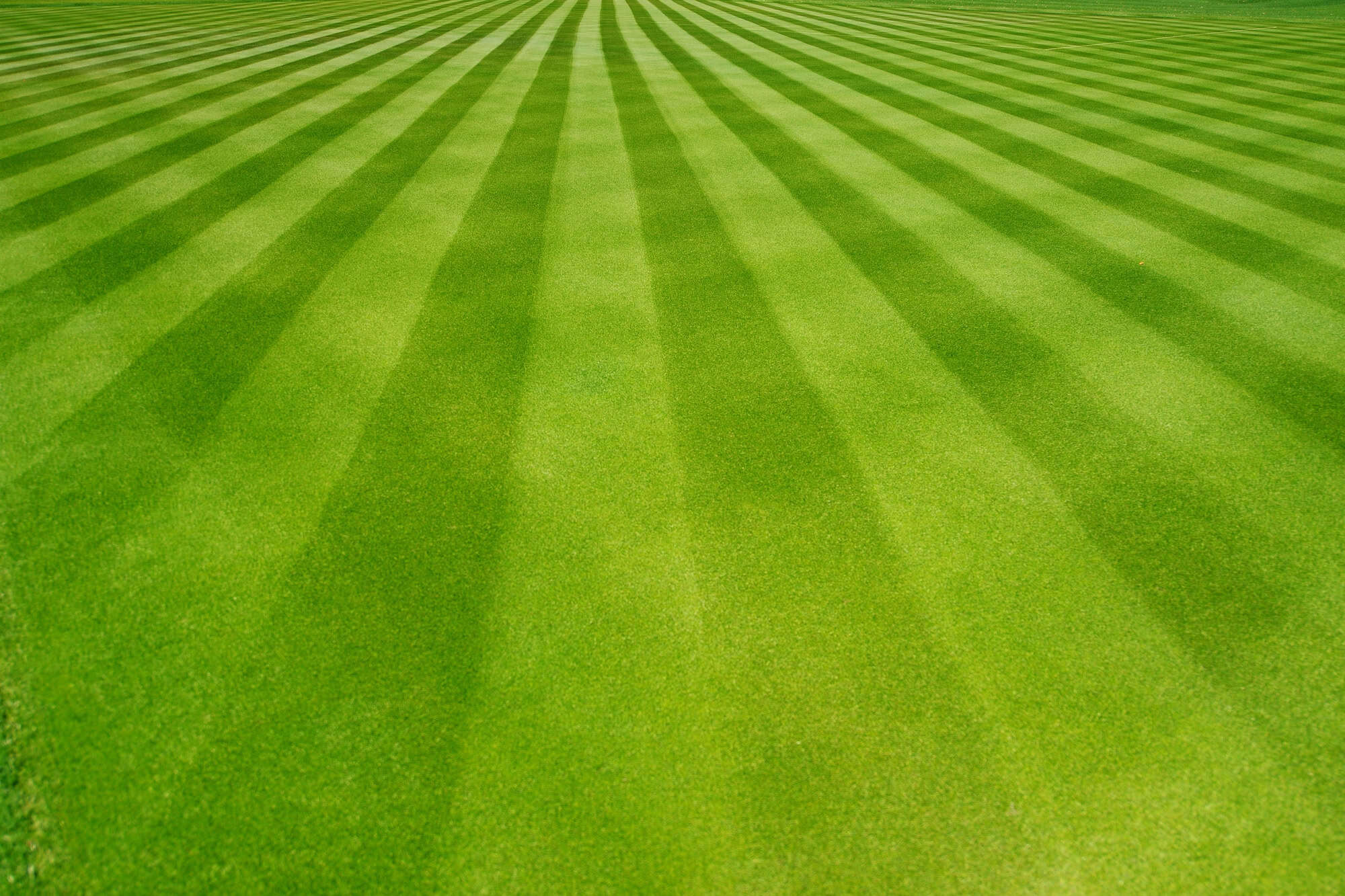 How to identify your grass type and choose the right care for it