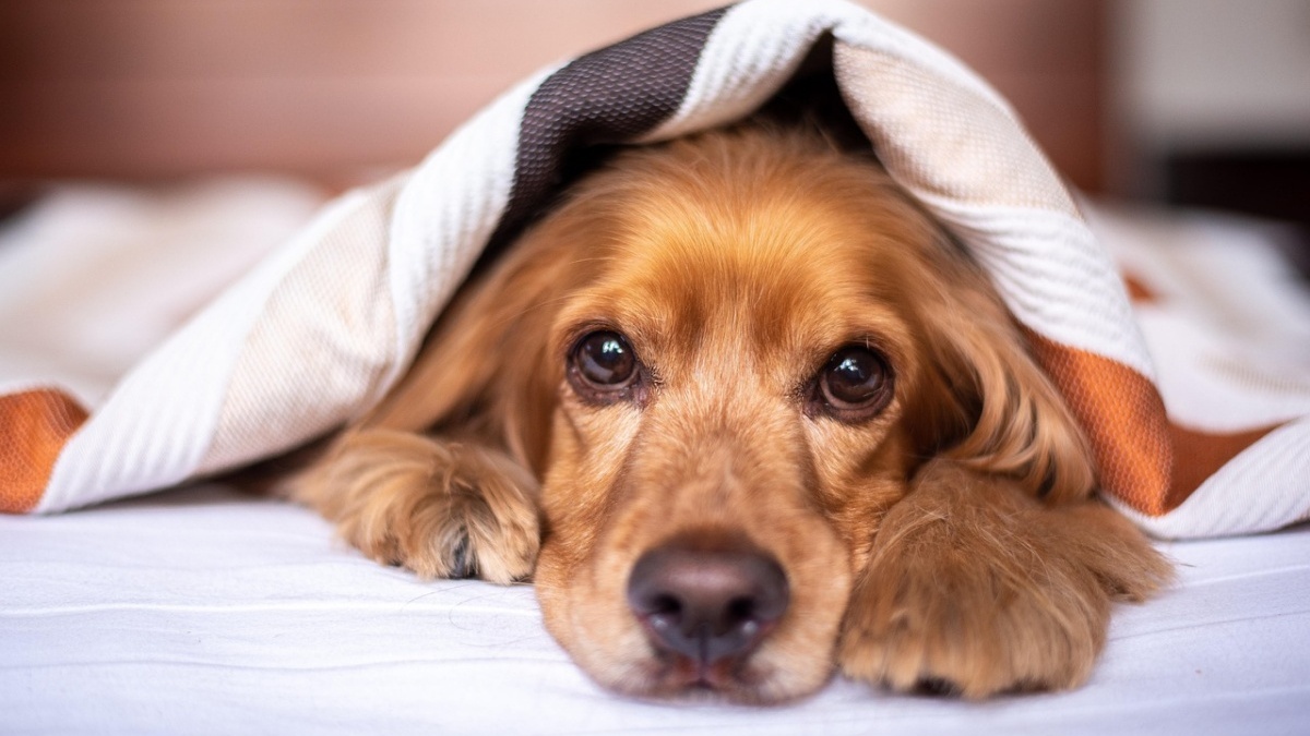 Pet safety alert: 9 veterinary red flags every owner must know
