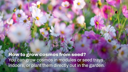 Tips on how to plant, grow and care for cosmos