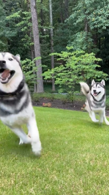 Why these chicken wrapped rawhide sticks surprised even the pickiest dogs