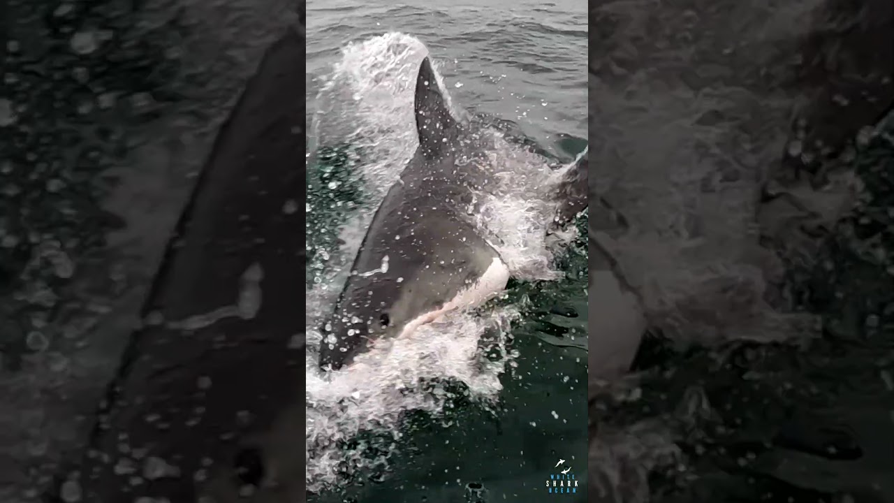 Great white turns back on itself so quickly