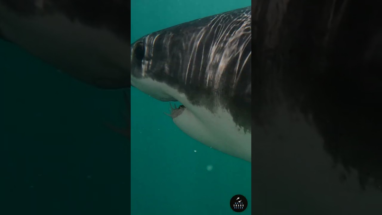 Gaping great white shark slides under the surface