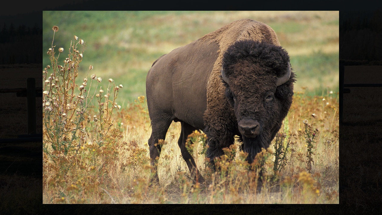 Bison roam an Illinois prairie for the first time in 200 years