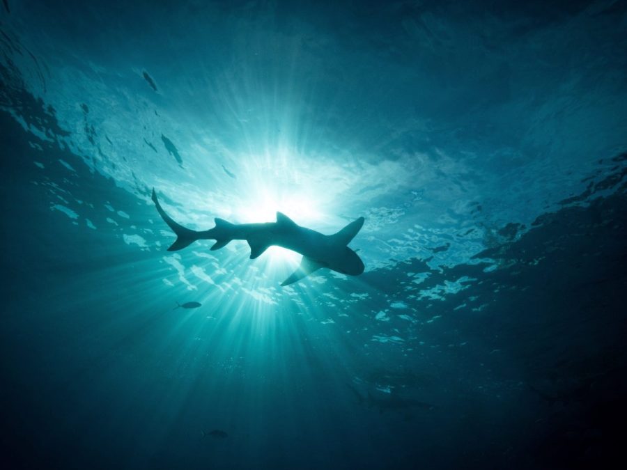 Sharks in the Bahamas test positive for substances including caffeine ...