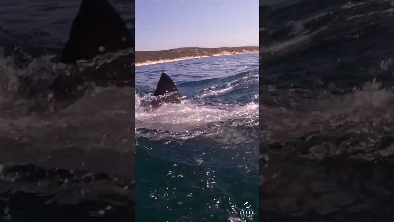 Great white shark comes up from deep next to the beach