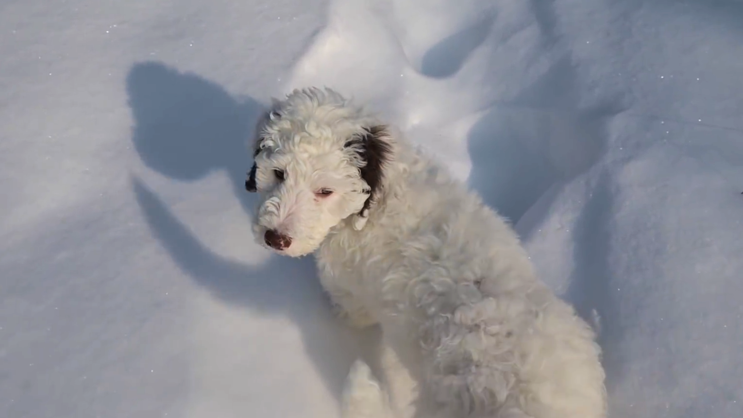 Watch an 8-week-old puppy see snow for the first time - her reaction ...