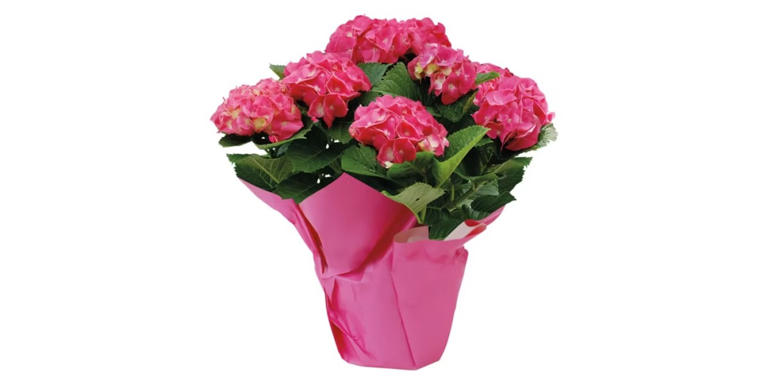 See what gorgeous spring flowers are coming to Aldi