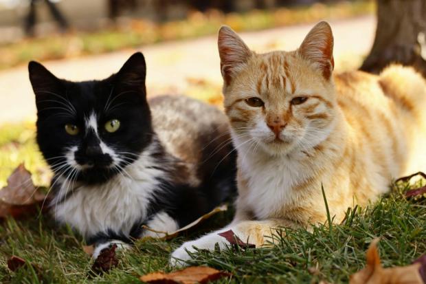 More than 20,000 sign petition for change in law relating to cats hit ...
