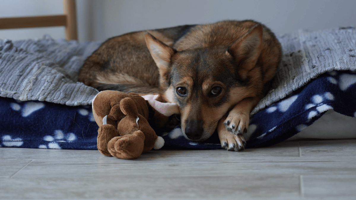 Building trust with a rescued dog: Expert tips for new owners