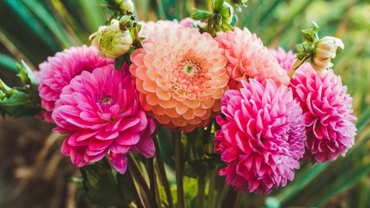 What to do with dahlias in June for stronger plants and nonstop flowers ...