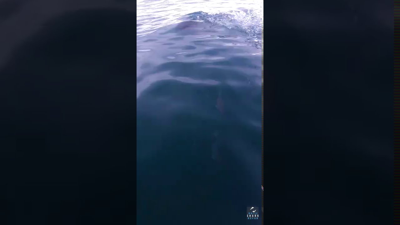 Great white shark glides effortlessly under the surface #shorts
