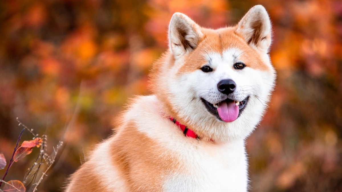 The oldest dog breeds currently recognized
