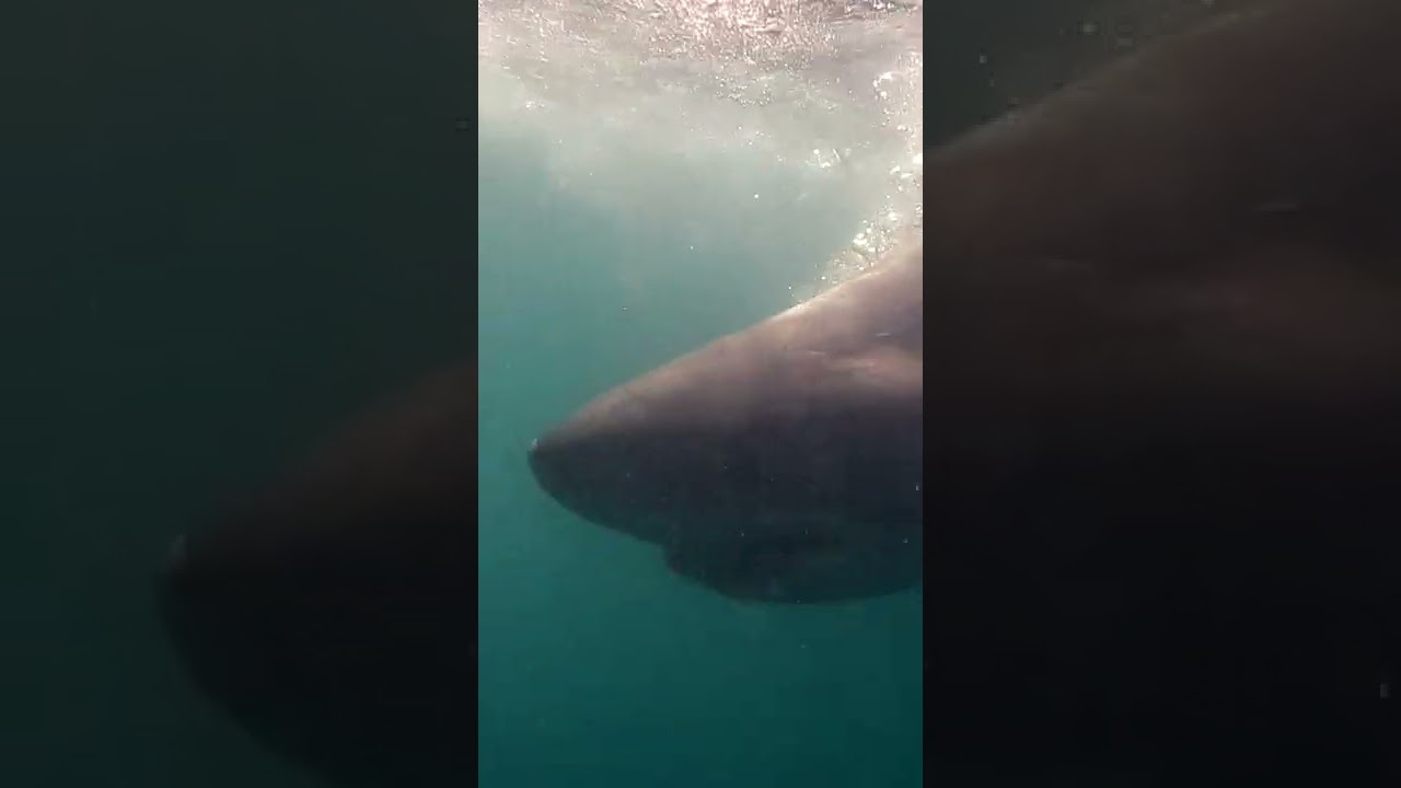 Great white shark whips head round quickly #shorts