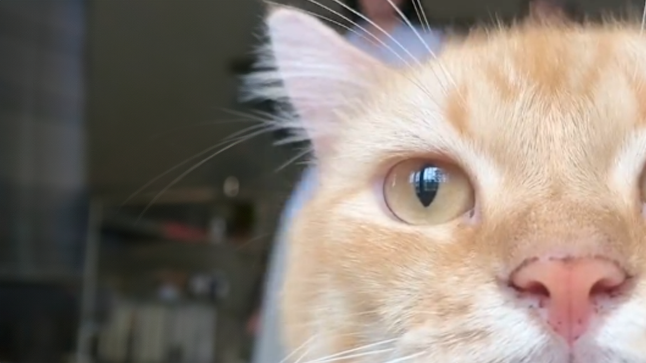 Cat steals the spotlight with adorable antics