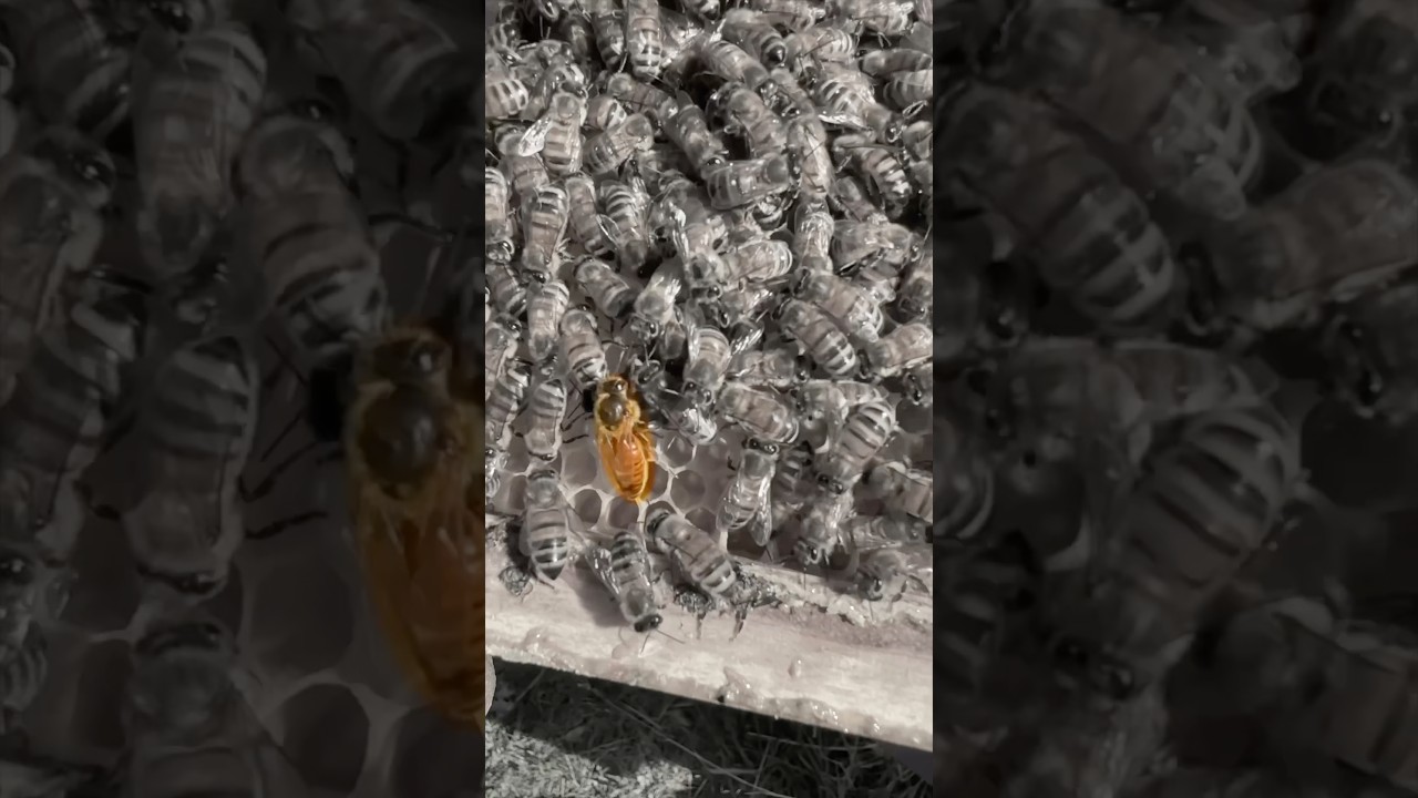 Can you find the Queen?