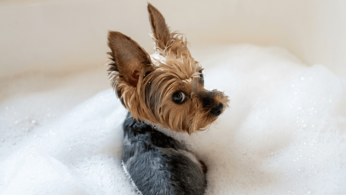 Watch out for this warning signs of stress in your dog at pet-friendly ...