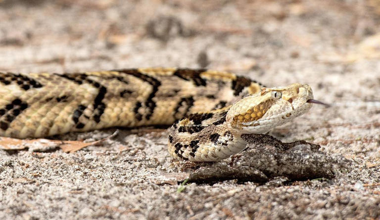 These 6 venomous snakes live in North Carolina. Here's what they look like