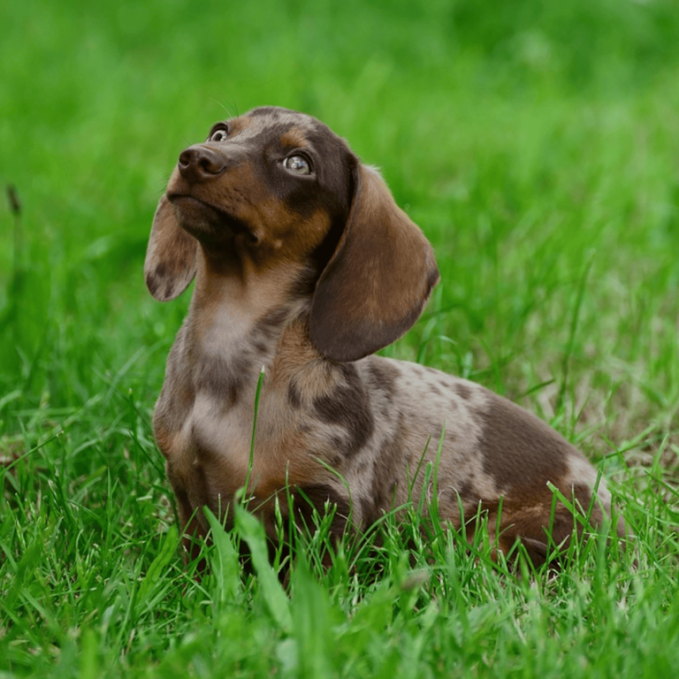 How to stop your dog from barking at everything: Simple methods that work
