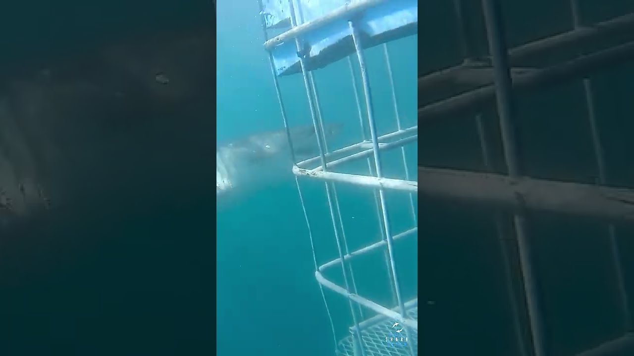 Juvenile great white takes a cheeky glance as she passes the cage 💙🦈 # ...